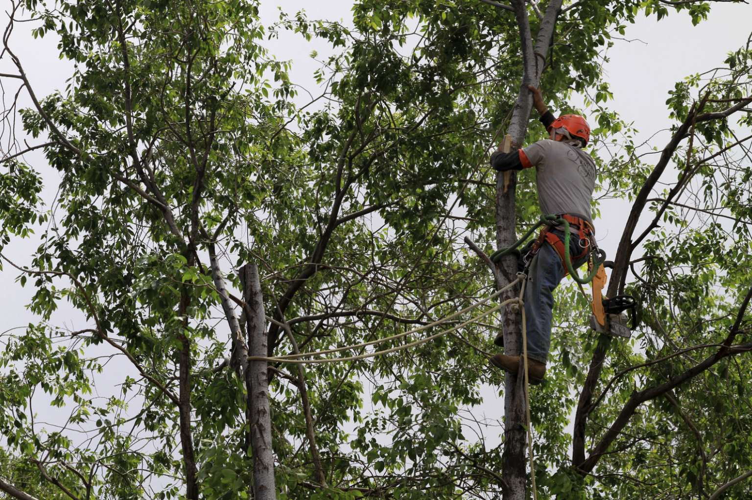 7+ BEST Arborist Software on the Market [Ranked] - Software Blade
